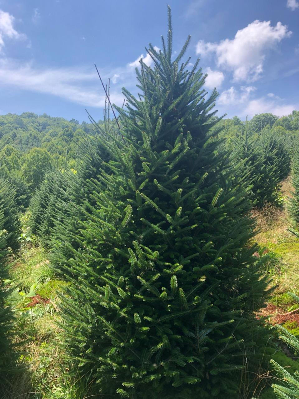 Ho Ho Ho Christmas Trees